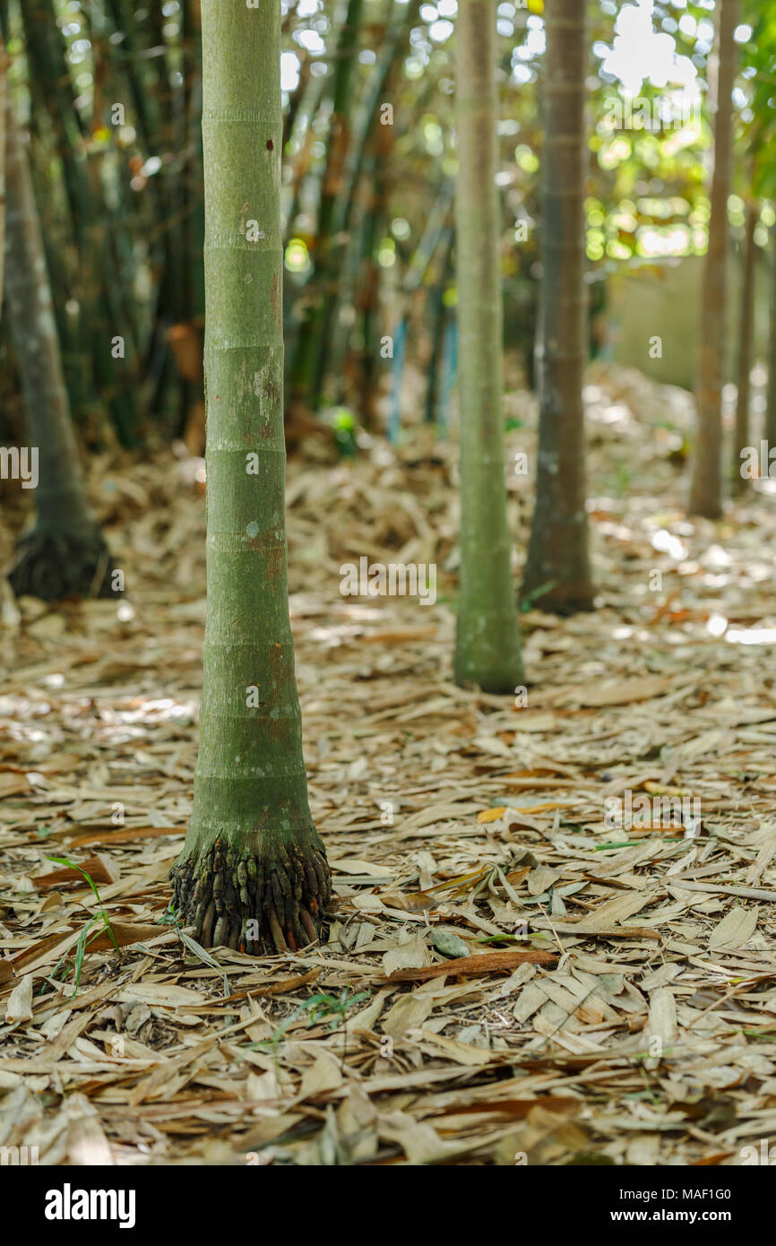 Betel leaf root hi-res stock photography and images - Alamy