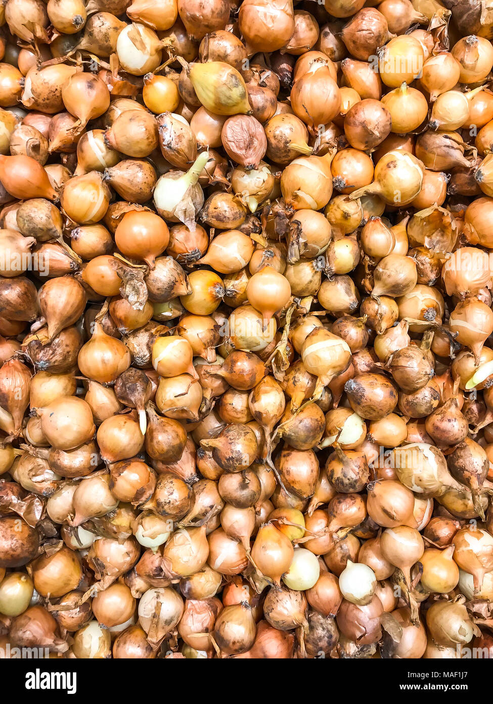 Red yellow planting onions hi-res stock photography and images - Alamy