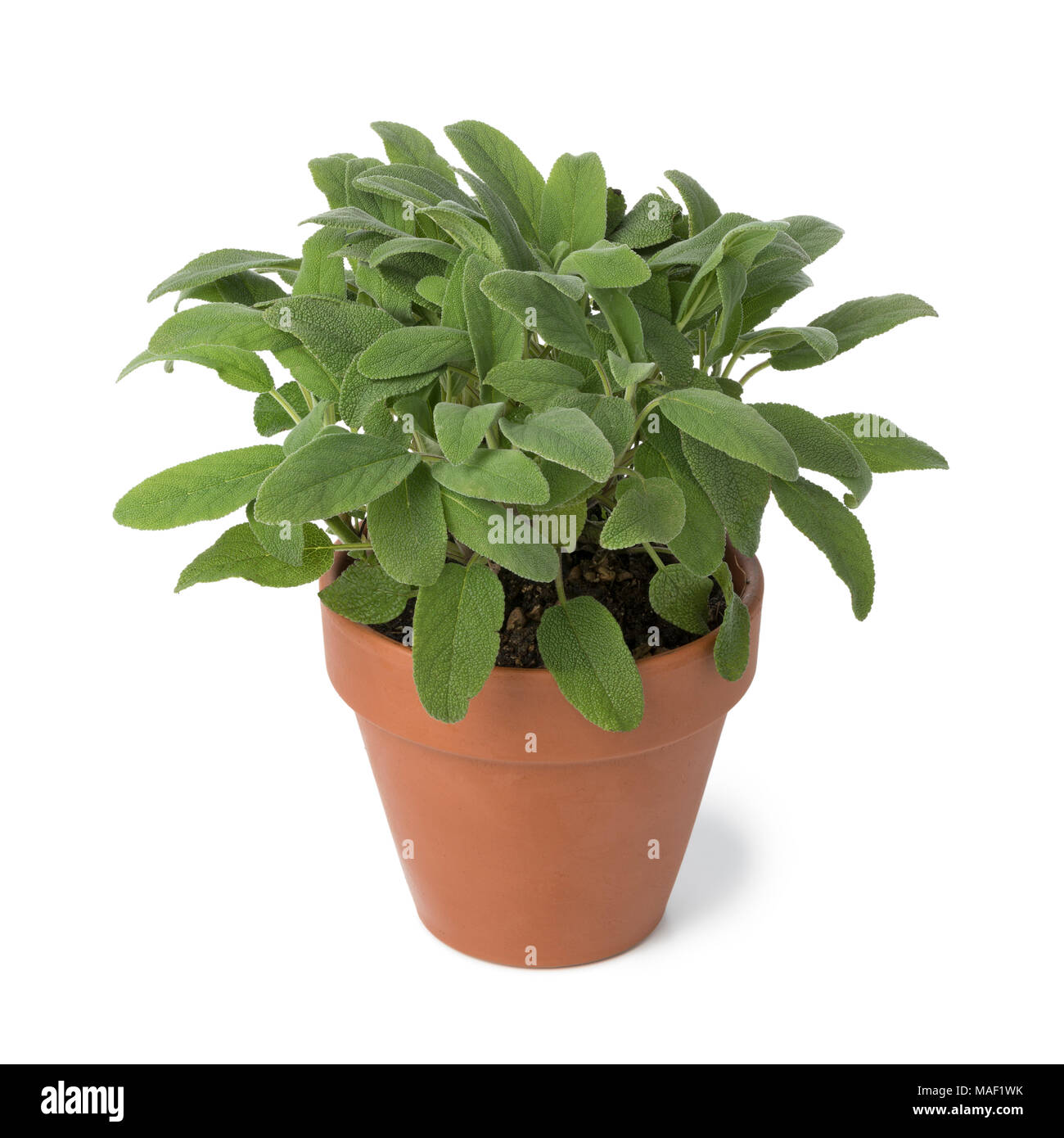 Brown terra cotta pot with fresh sage isolated on white background ...