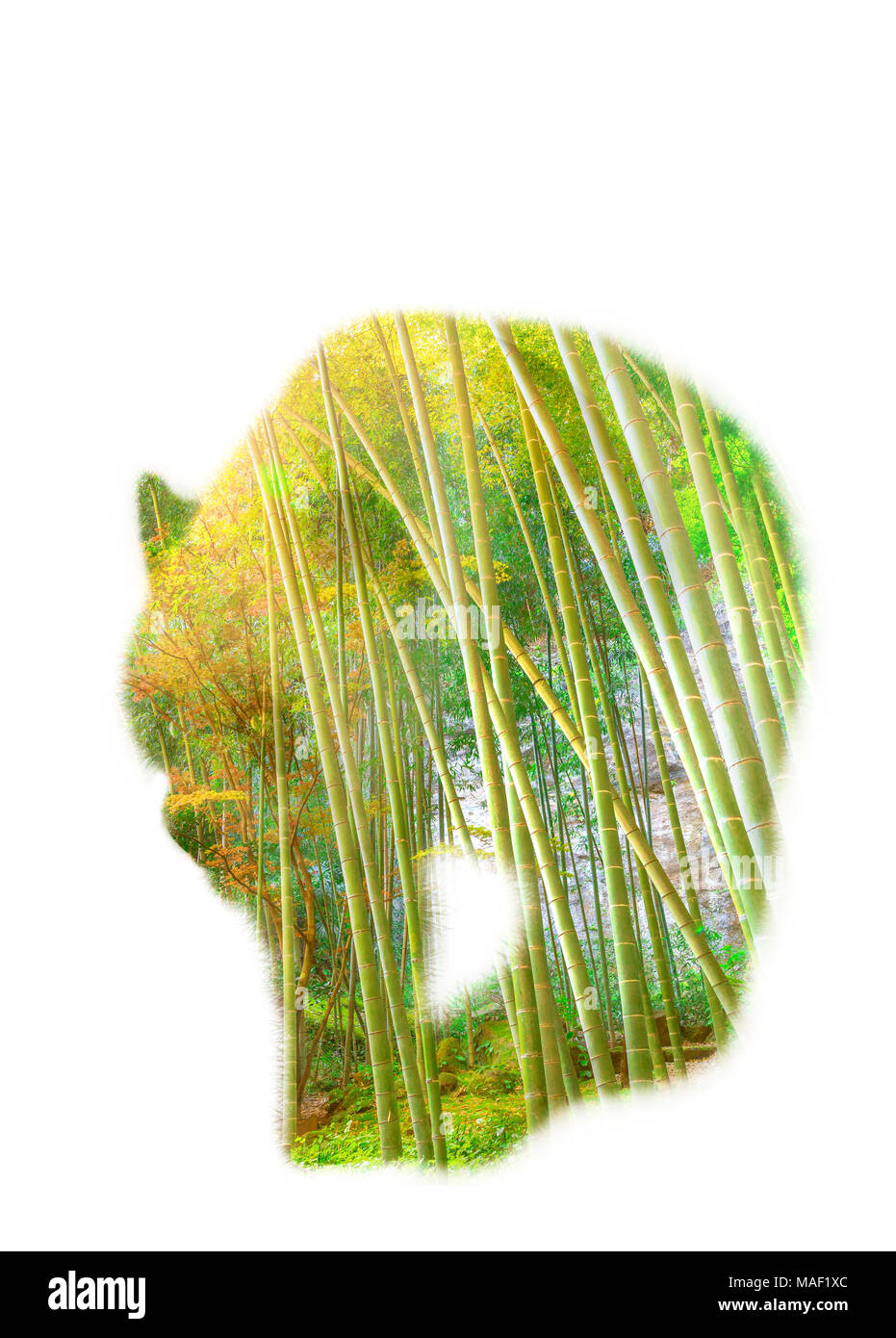 Wildlife in forest green trees Cut Out Stock Images & Pictures - Alamy