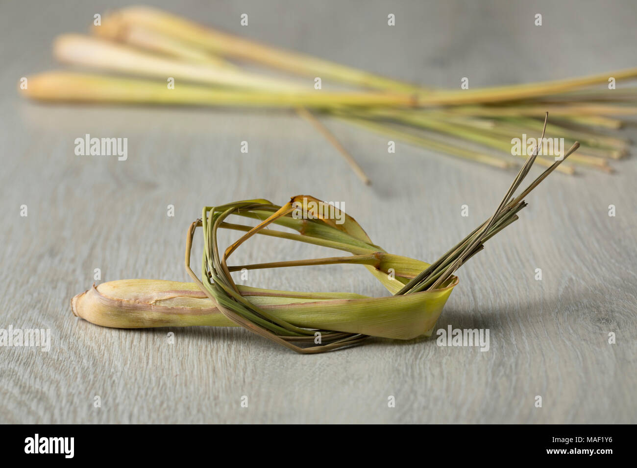 Cymbopogon citratus lemon grass hi-res stock photography and images - Alamy