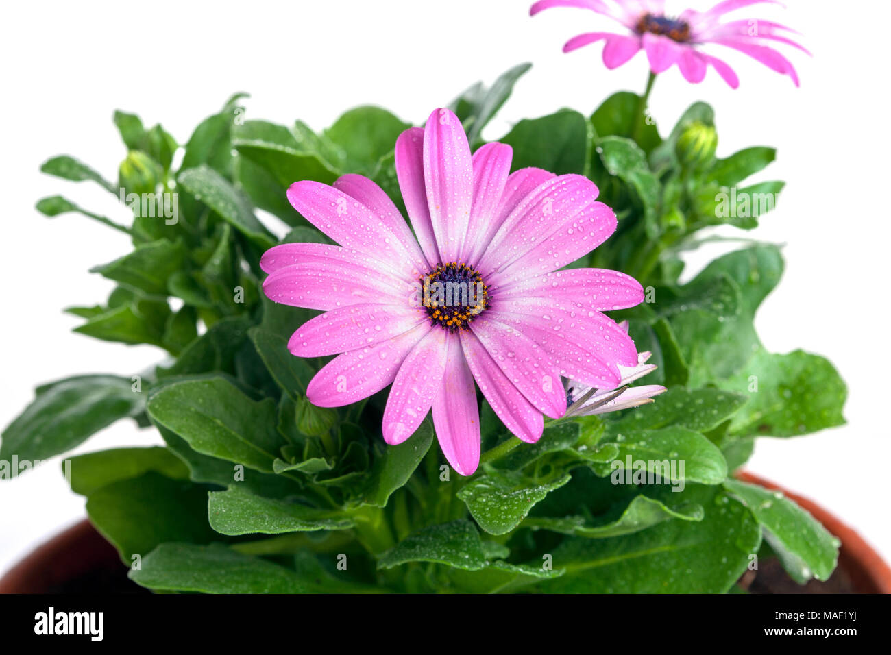 South african daisy hi-res stock photography and images - Alamy