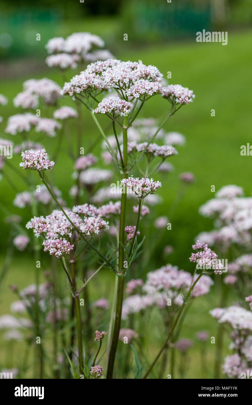 Garden Valerian, Läkervänderot (Valeriana officinalis Stock Photo - Alamy
