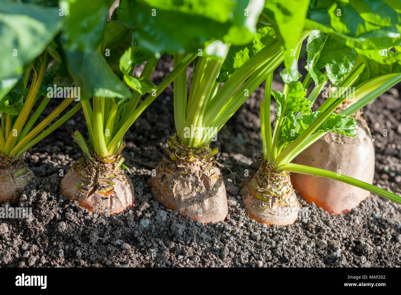'Brigadier' Fodder beet, Foderbeta (Beta vulgaris Stock Photo - Alamy