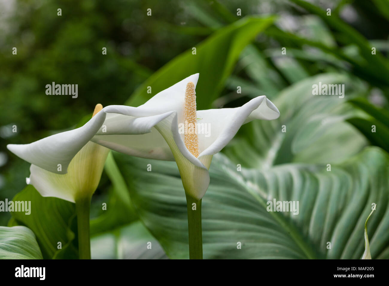 Cally lily, Vit Kalla (Zantedeschia aethiopica Stock Photo - Alamy