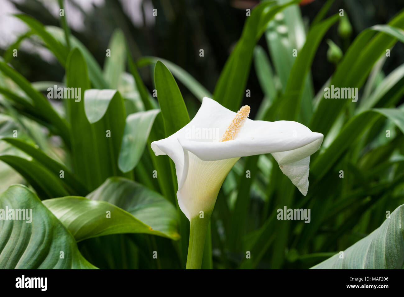 Vit kalla hi-res stock photography and images - Alamy