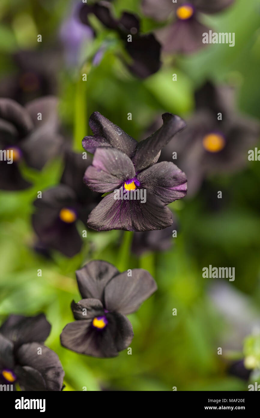 'Molly Sanderson' Horned pansy, violet, Hornviol (Viola cornuta Stock ...