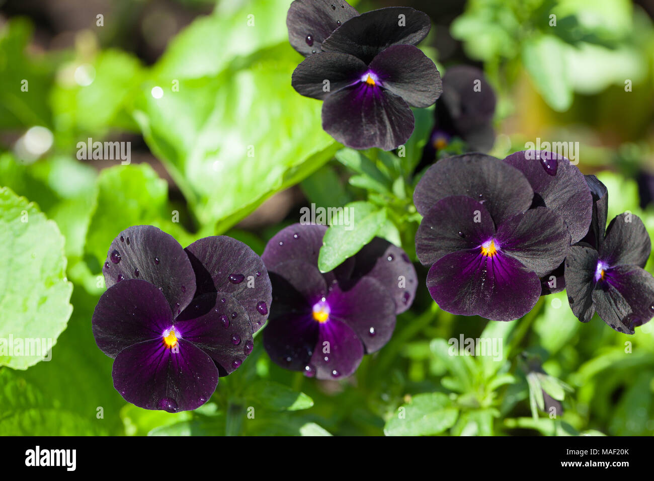 'Molly Sanderson' Horned pansy, violet, Hornviol (Viola cornuta Stock ...