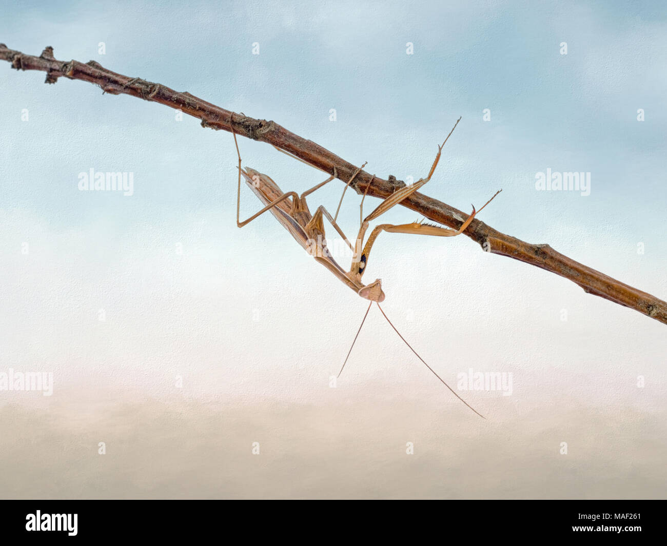 Praying mantis, brown Stock Photo - Alamy