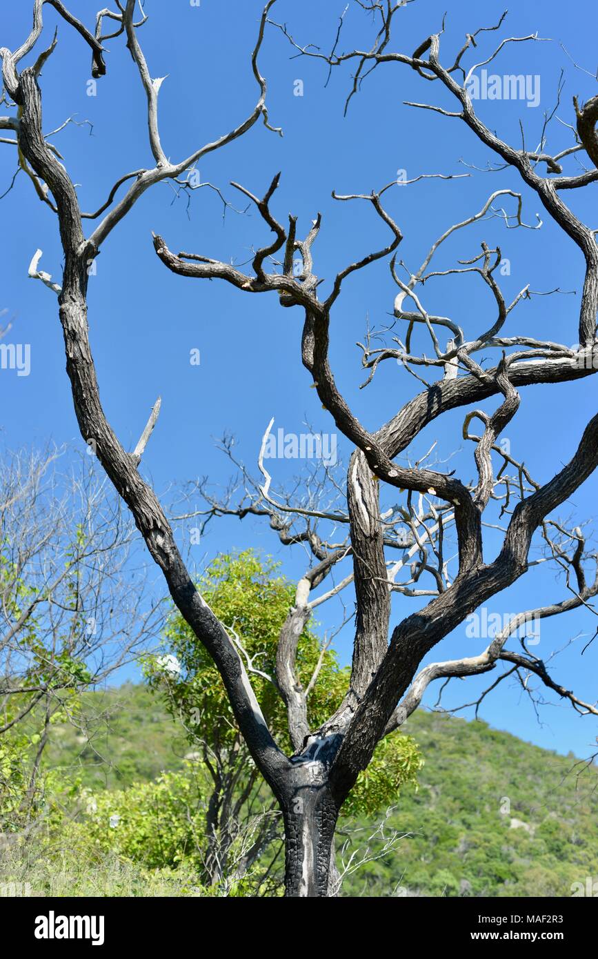 Dead tree branches making an interesting pattern against blue skies ...