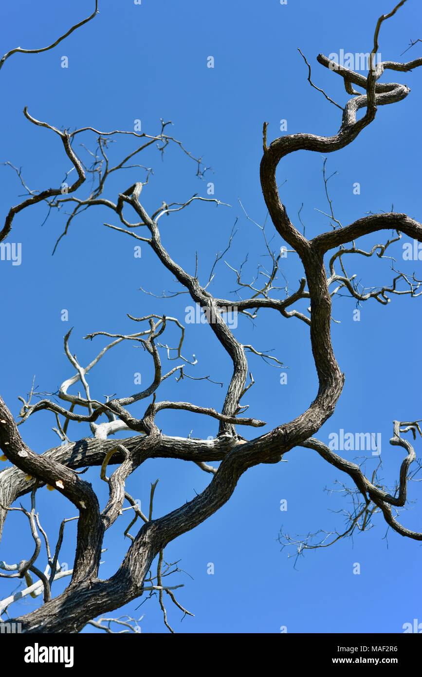 Dead tree branches making an interesting pattern against blue skies hi ...