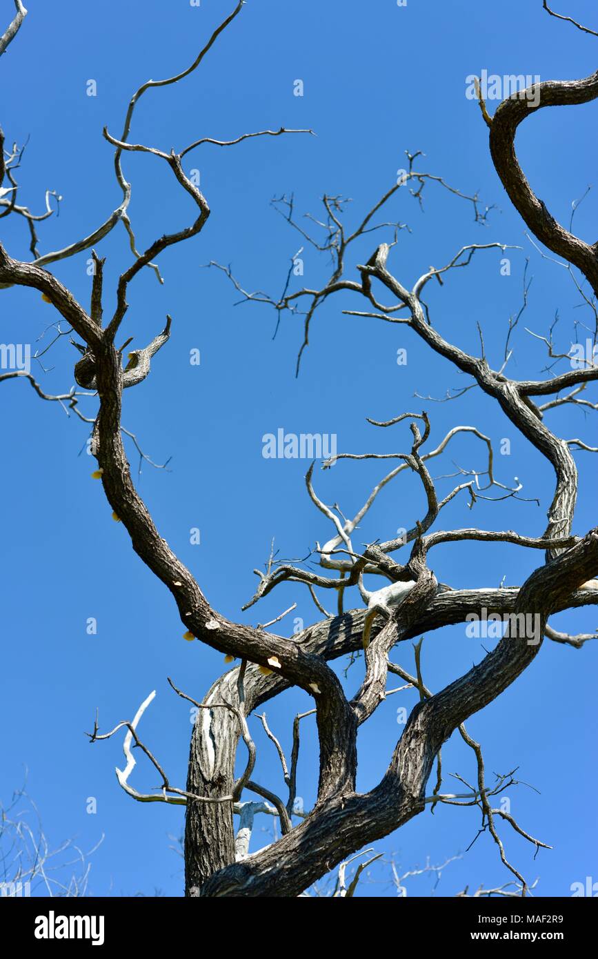 Dead tree branches making an interesting pattern against blue skies ...