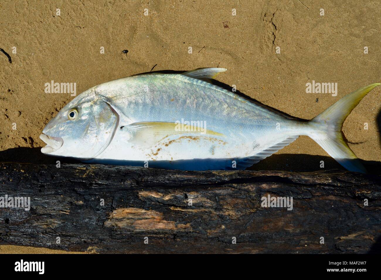 Proud fisherman with fresh catch of the day, probably Giant Trevally ...