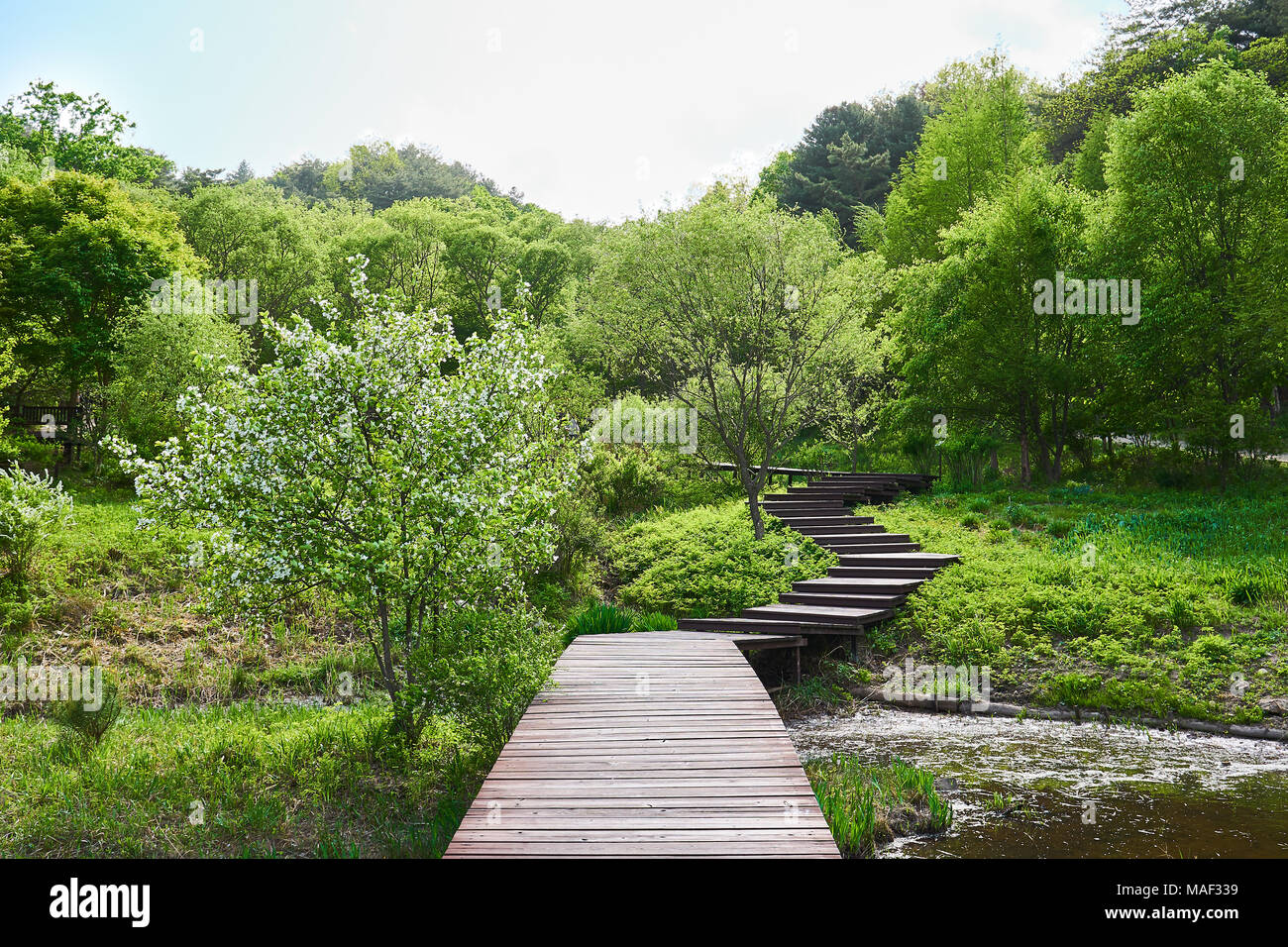 Wooden pathway in Pyunggang Botanical Garden in Pocheon, South Korea ...
