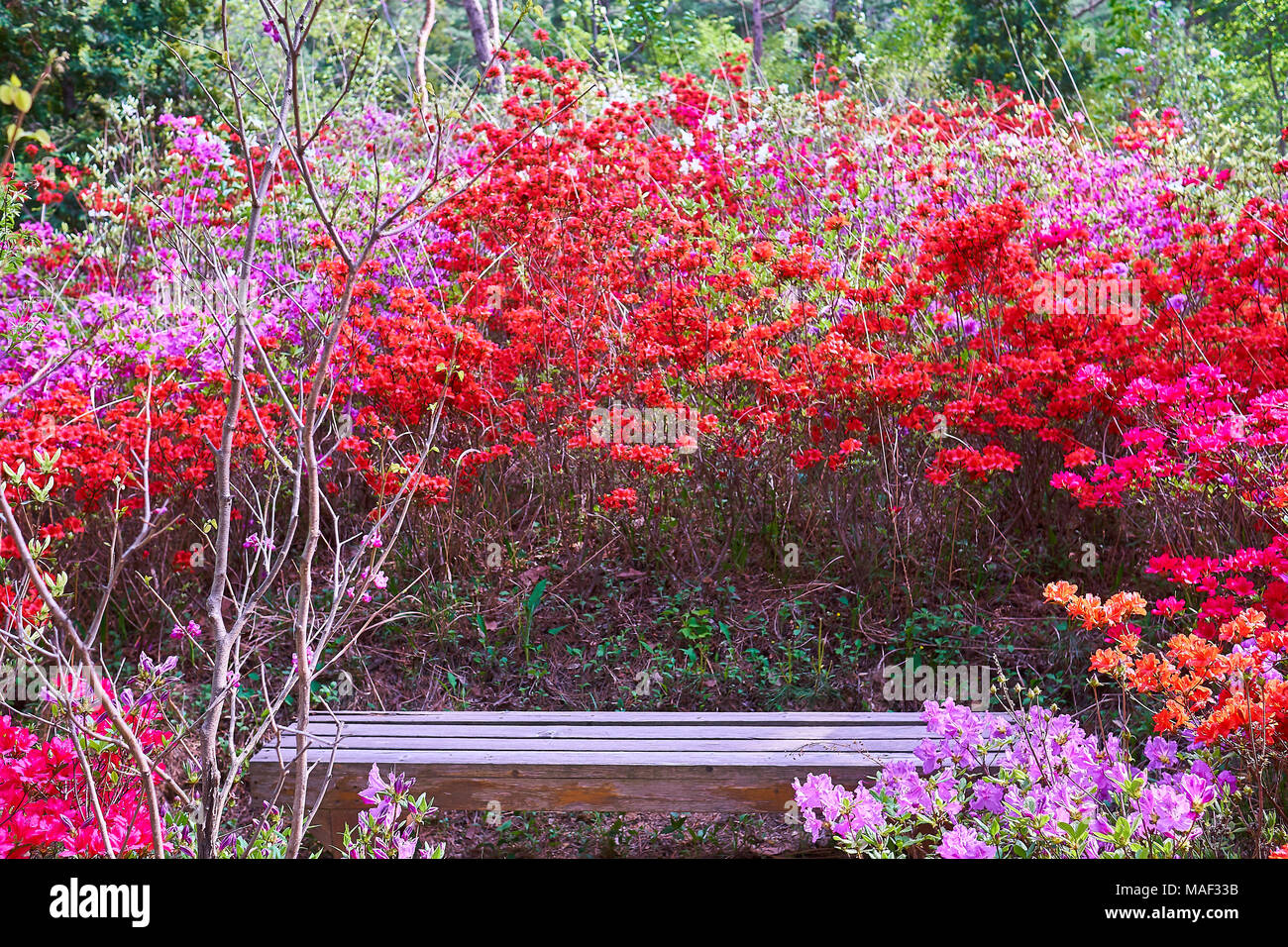 A bench surrounded by a bunch of red and violet royal azalea in a ...