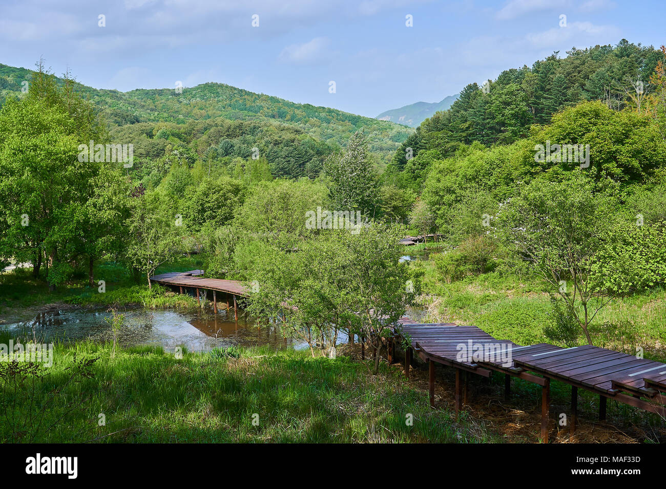 Wooden pathway in Pyunggang Botanical Garden in Pocheon, South Korea ...