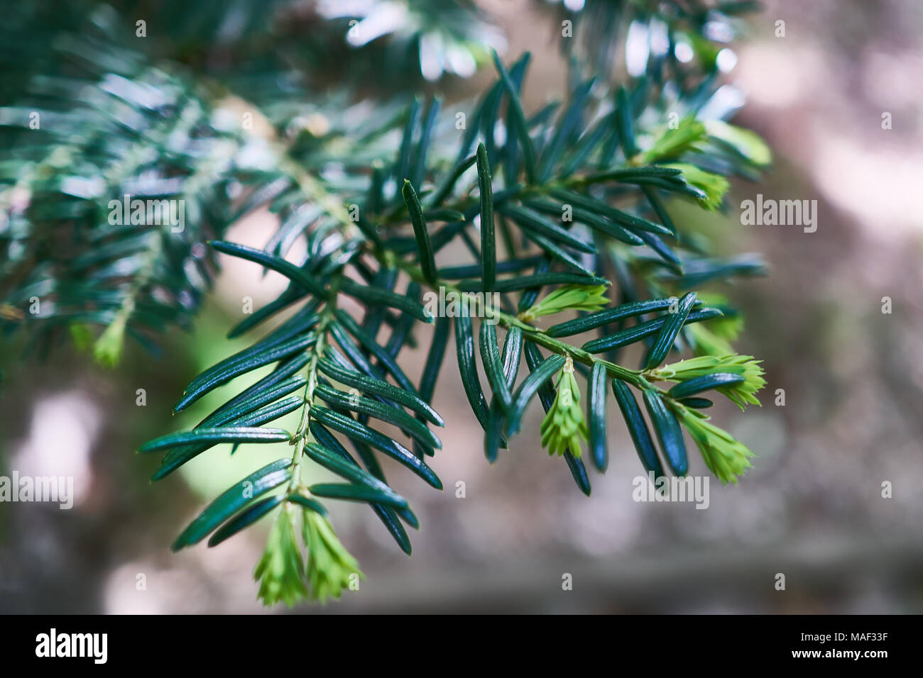 Yew texture hi-res stock photography and images - Alamy