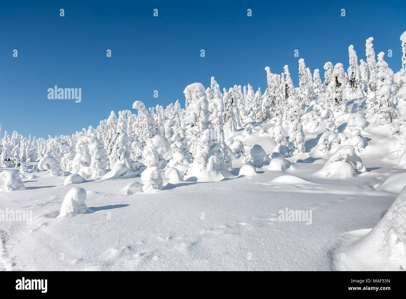 Winter landscape. The snow-clad trees on Mount Nuorunen. The Republic ...