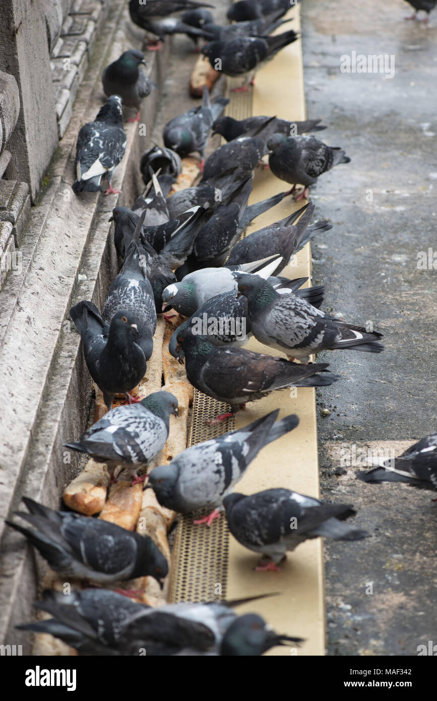 Pigeons pecking bread. Close-up Stock Photo - Alamy