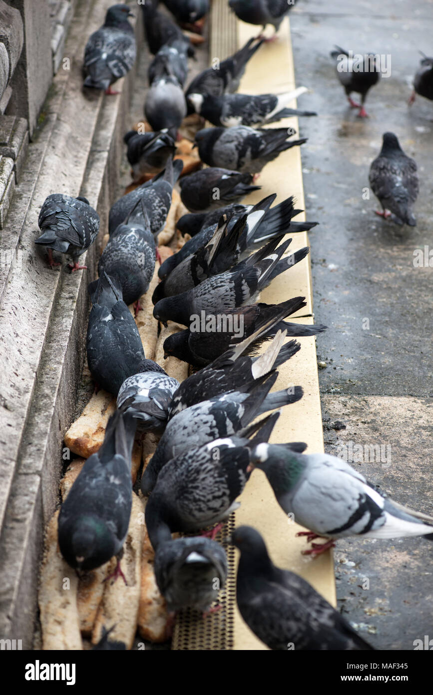 Birds pecking at food hi-res stock photography and images - Alamy