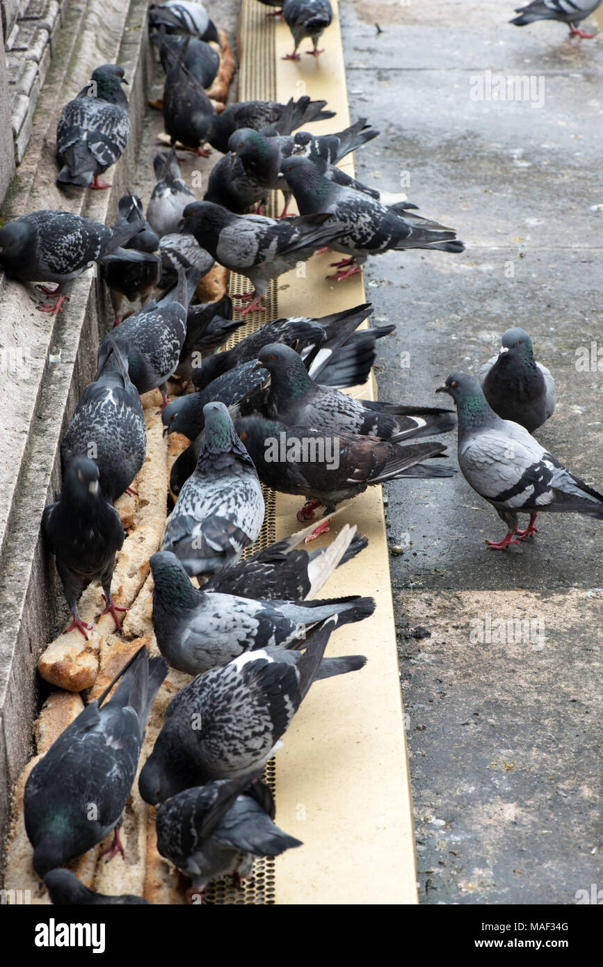 Dove with flying bread hi-res stock photography and images - Alamy