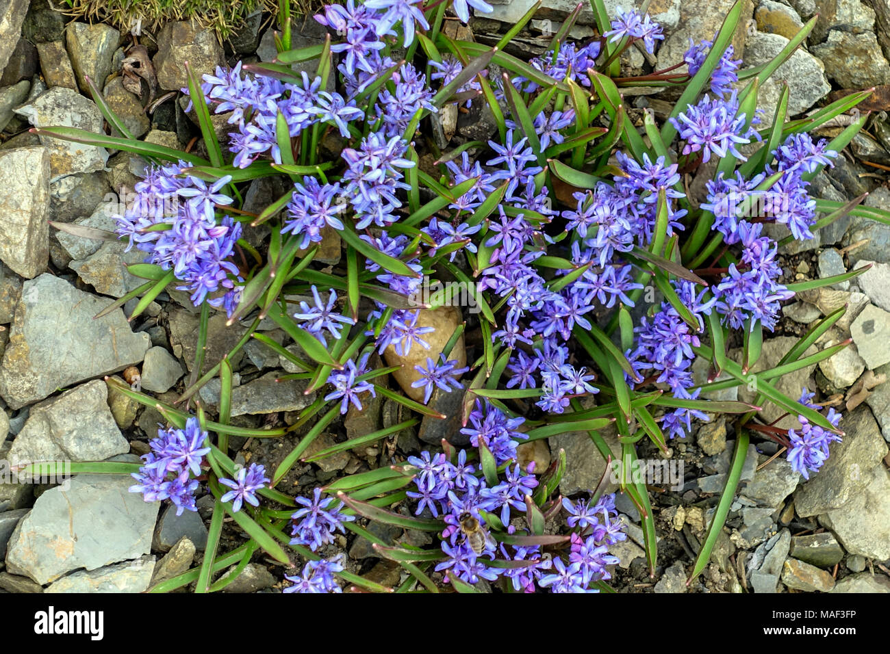 Alpine squill hi-res stock photography and images - Alamy