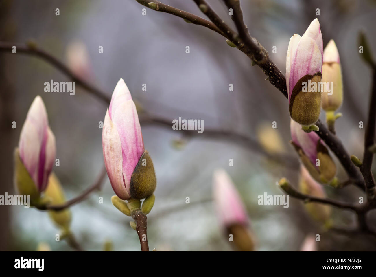 Magnolia flowering closeup. Beautiful spring background Stock Photo - Alamy
