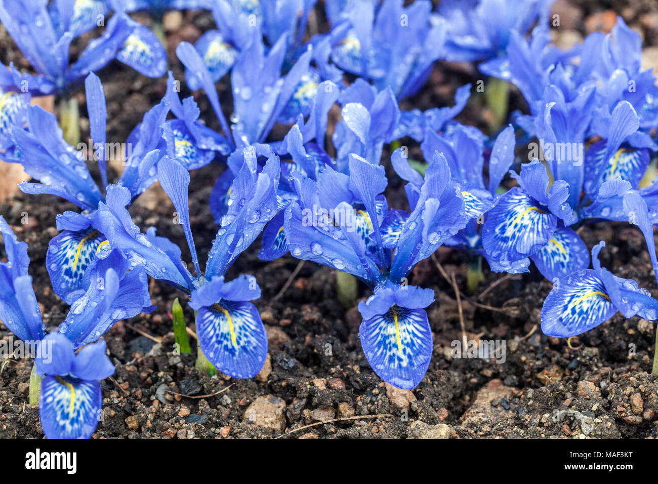 Iris reticulata " Lady Beatrix Stanley ", Dwarf irises, Blue irises ...