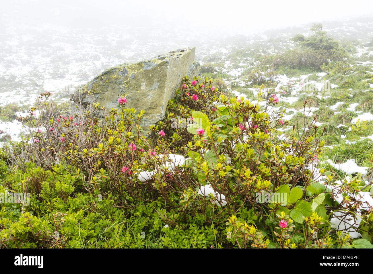 Alpine Rose High Resolution Stock Photography and Images - Alamy