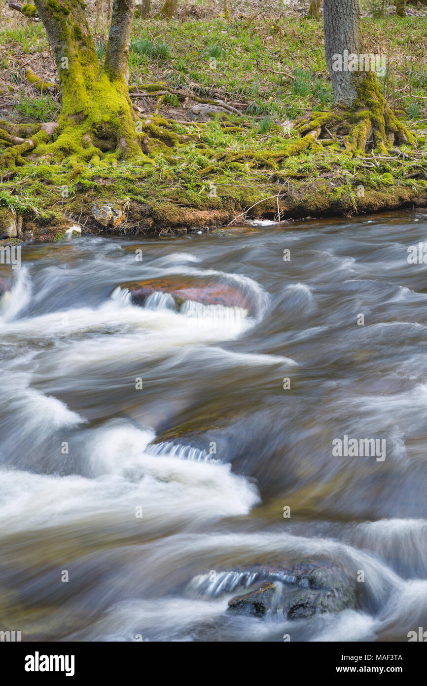 View of the Rur River in the Eifel forest near Monschau, Germany Stock ...