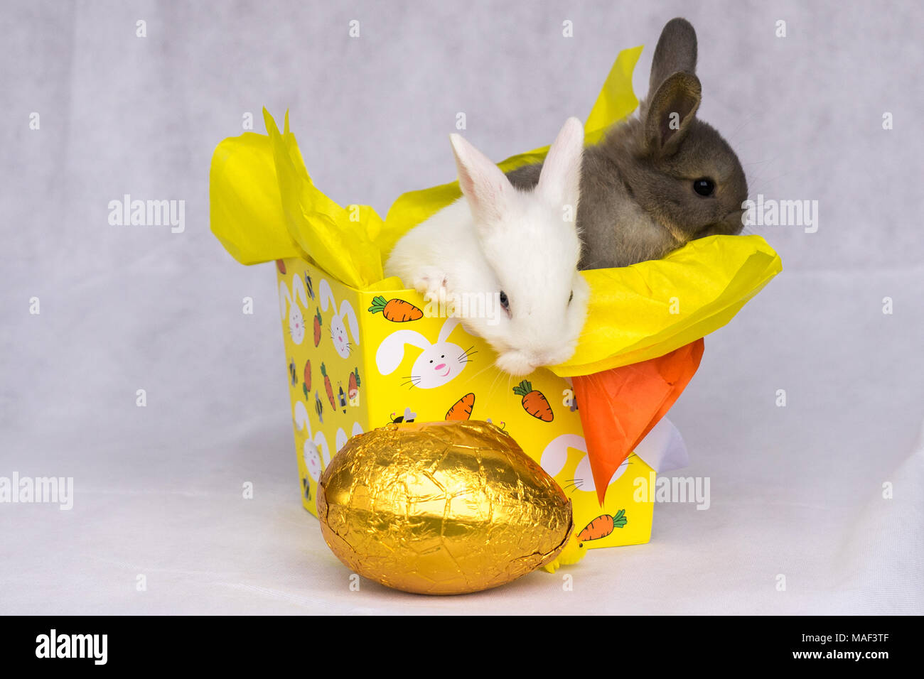 Easter celebration fluffy rabbits hi-res stock photography and images ...