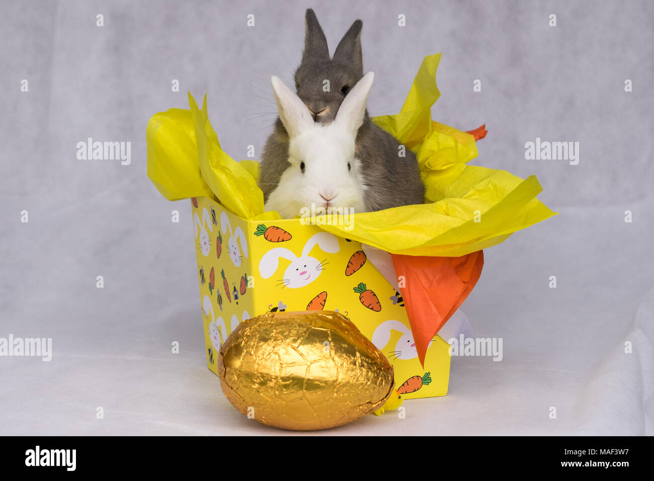 Happy Easter Bunnies Stock Photo - Alamy