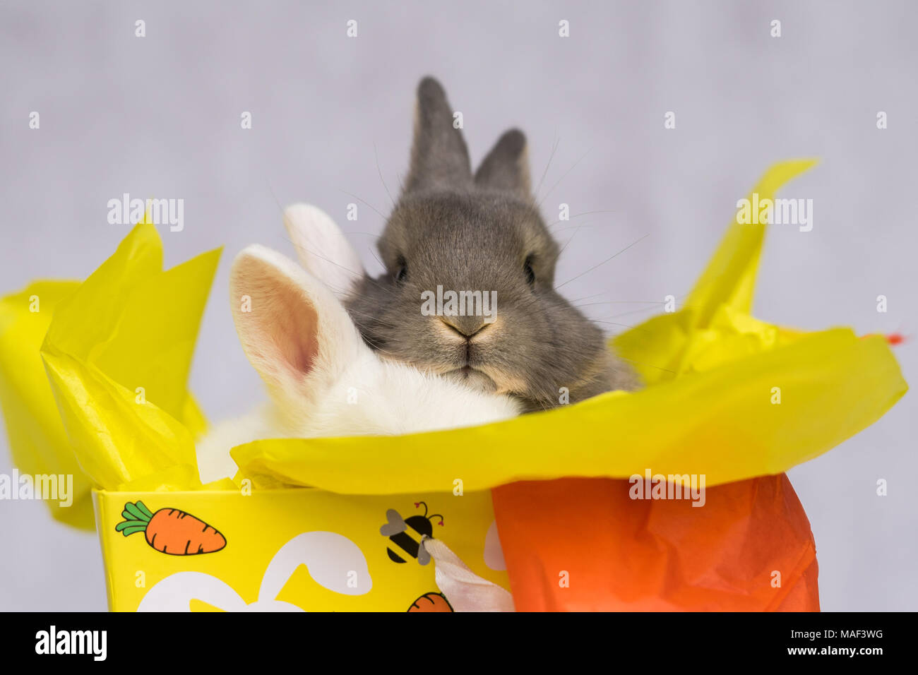 Good little bunnies hi-res stock photography and images - Alamy