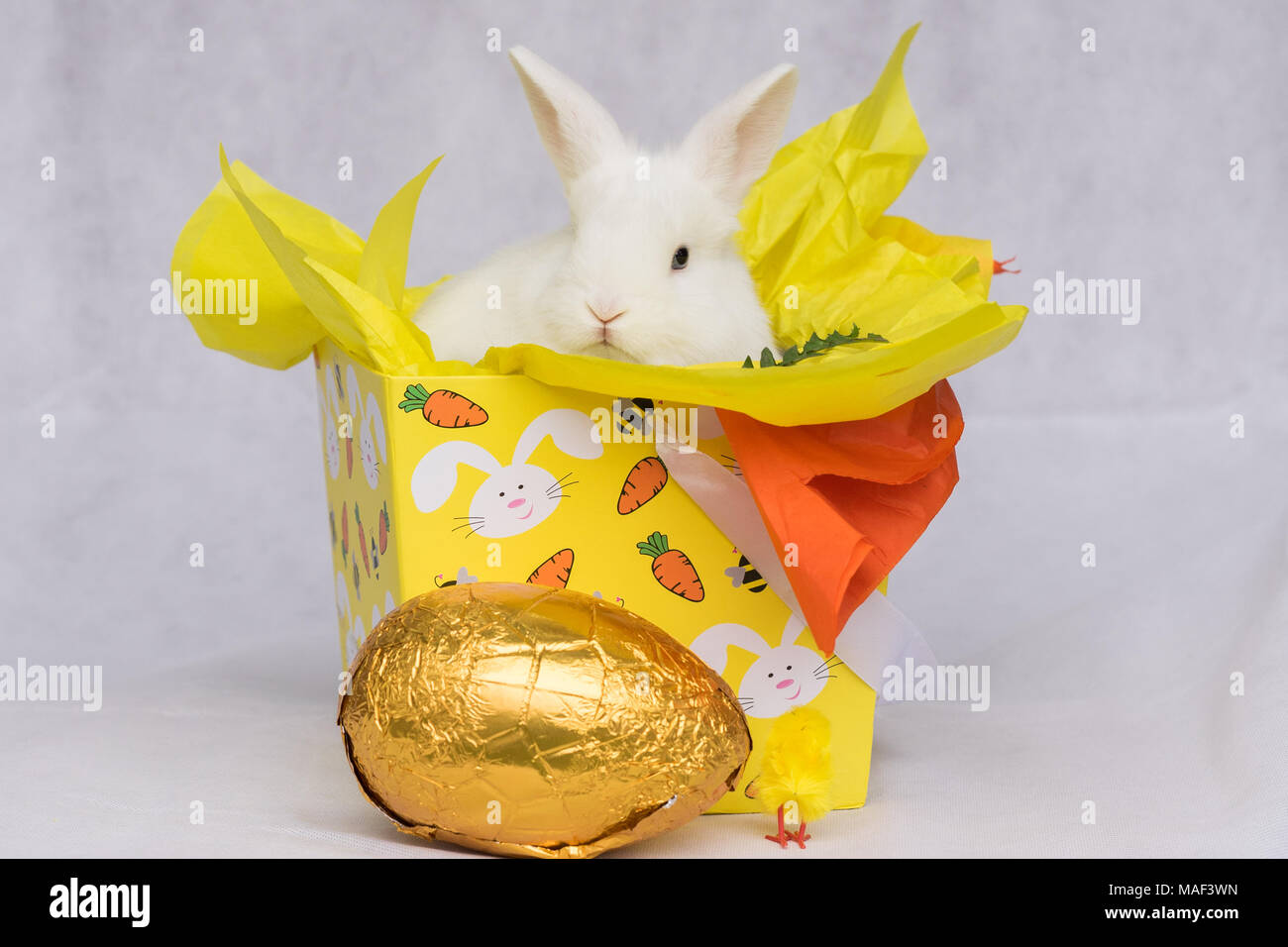 Happy Easter Bunnies Stock Photo - Alamy