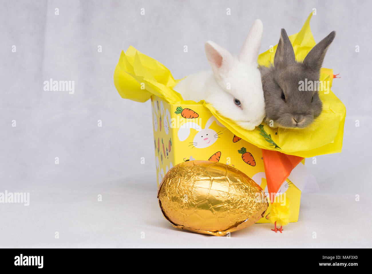 Happy Easter Bunnies Stock Photo - Alamy