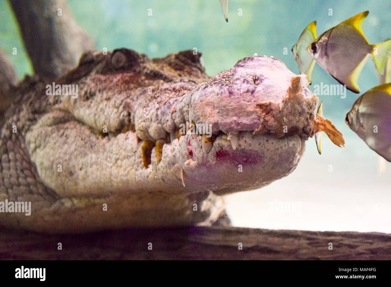 Fossil crocodile teeth hi-res stock photography and images - Alamy