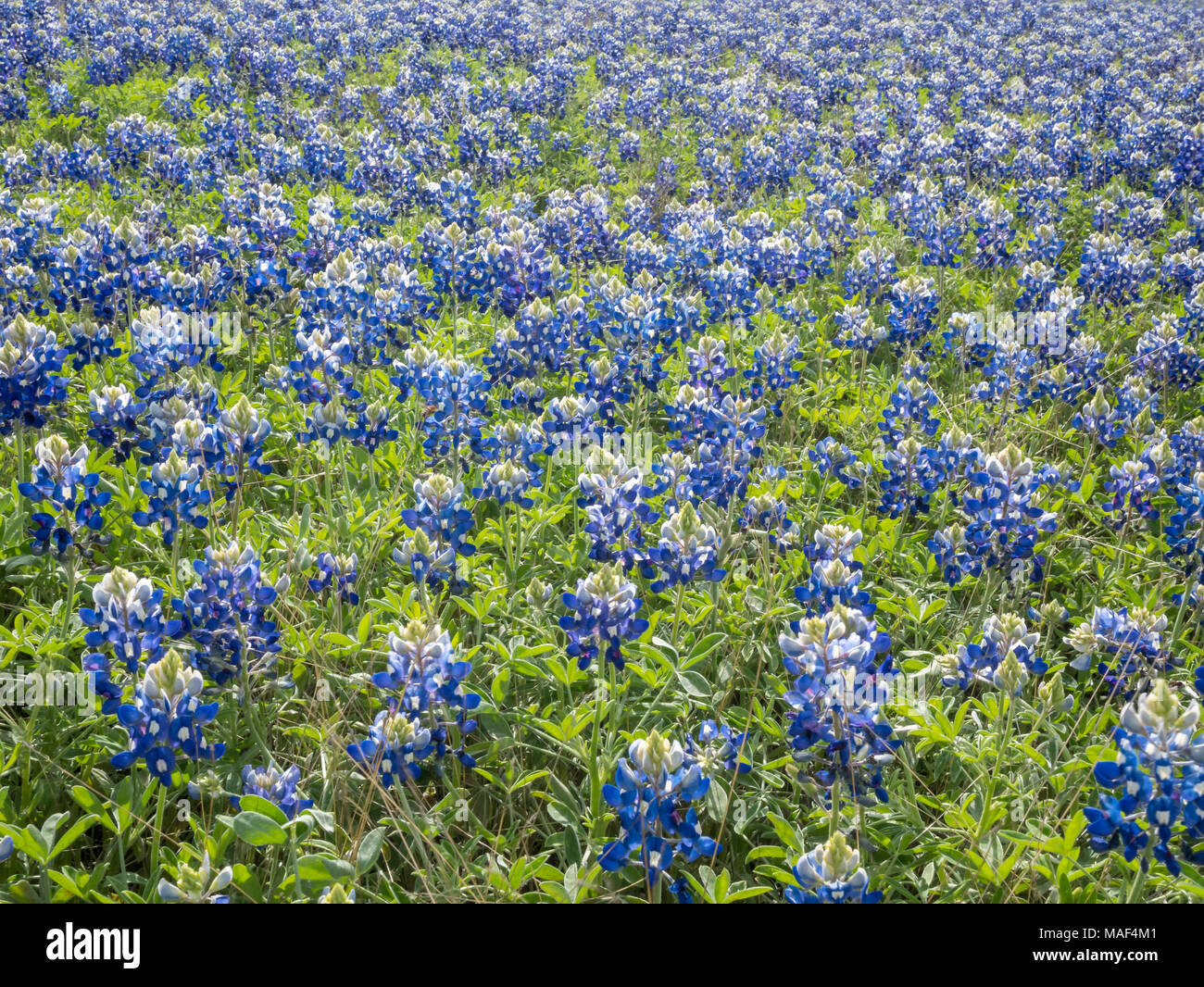 Close up texas bluebonnets flowers hi-res stock photography and images ...
