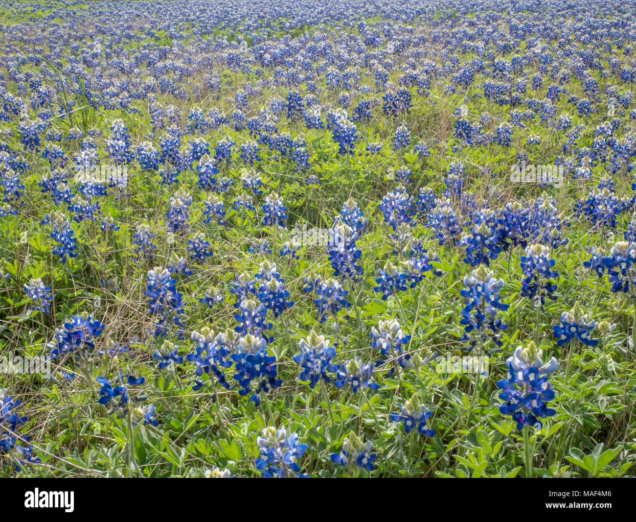 Texas field low angle hi-res stock photography and images - Alamy