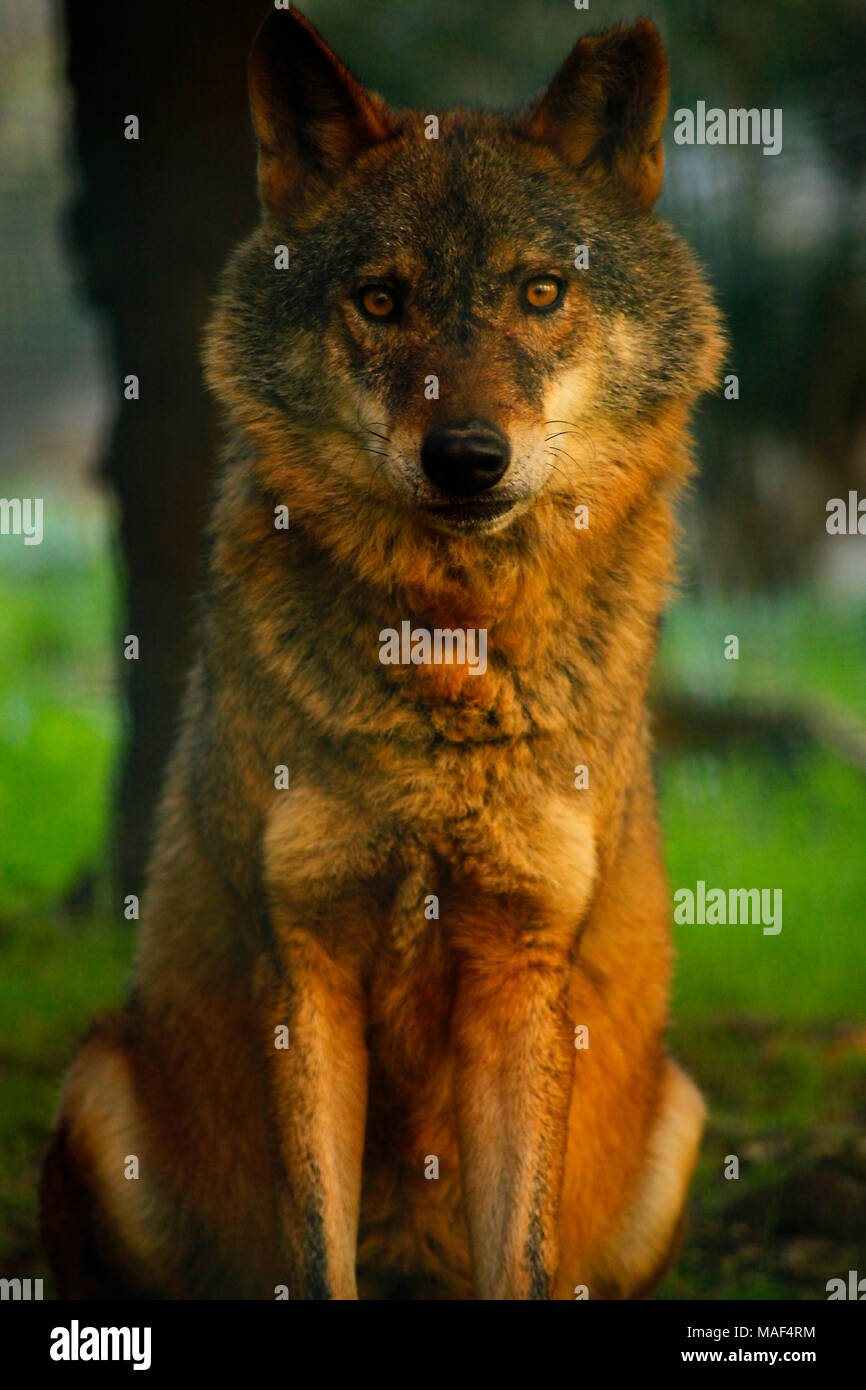 Europen wolf hi-res stock photography and images - Alamy