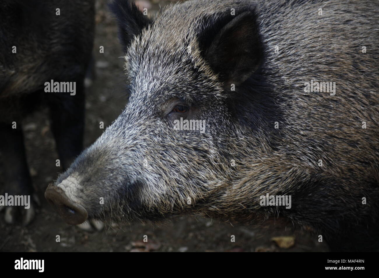 Pig and wolf hi-res stock photography and images - Alamy