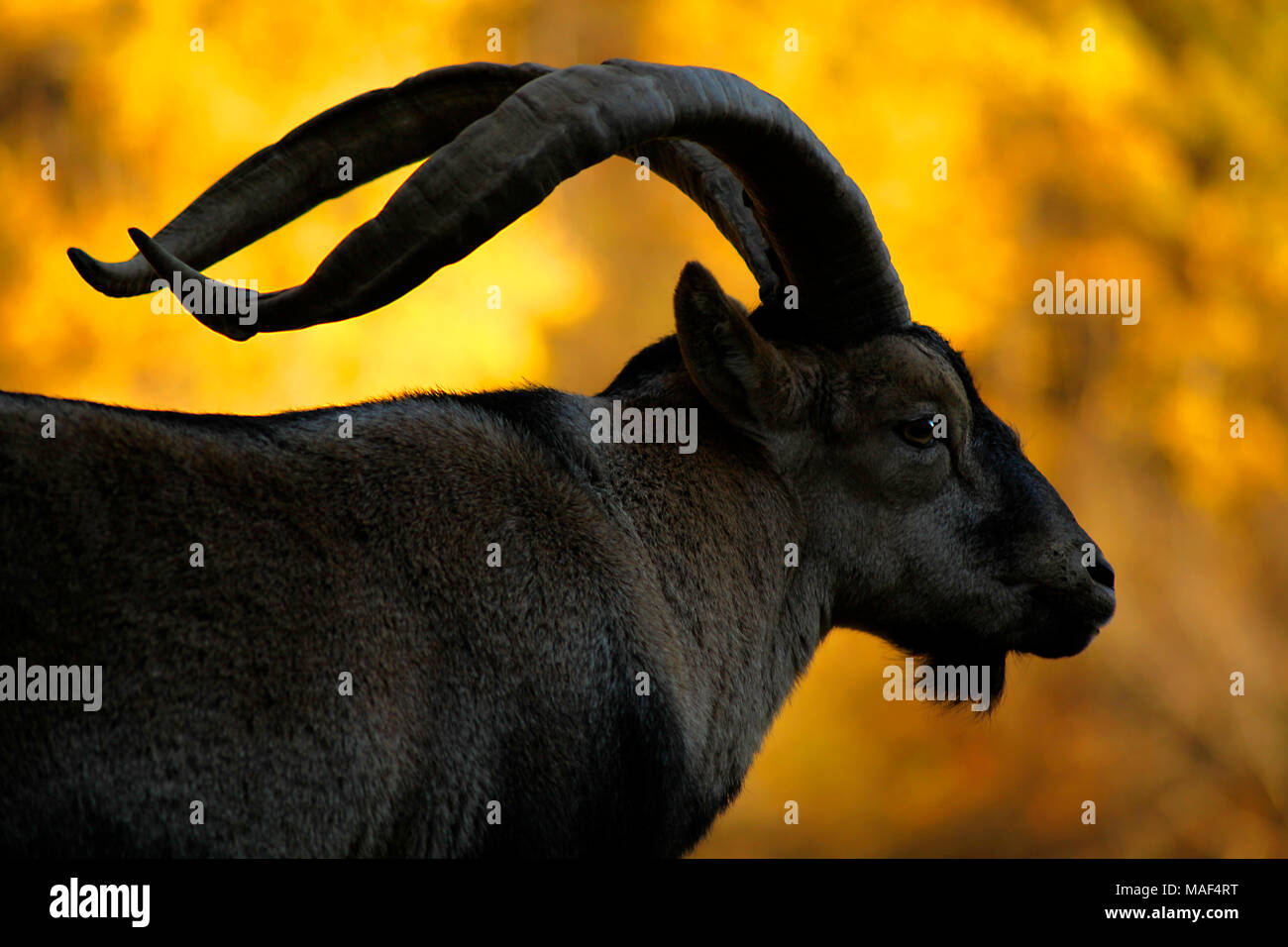 Muflon hi-res stock photography and images - Alamy