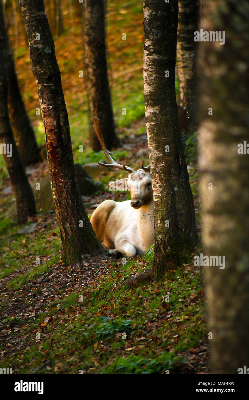 Deer in ecosystem hi-res stock photography and images - Alamy