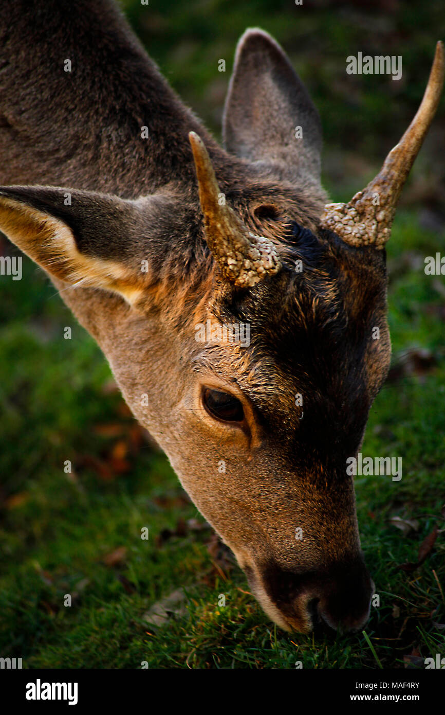Wolf with deer hi-res stock photography and images - Alamy