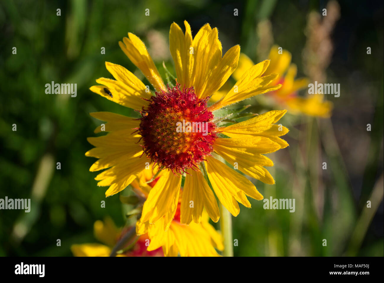 Perennial gaillardia hi-res stock photography and images - Alamy