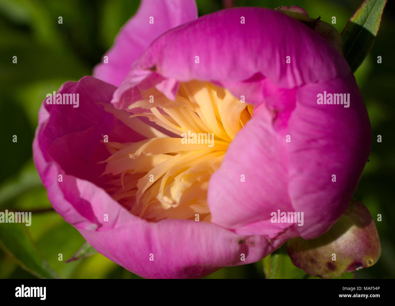 Peone Stock Photos & Peone Stock Images - Alamy