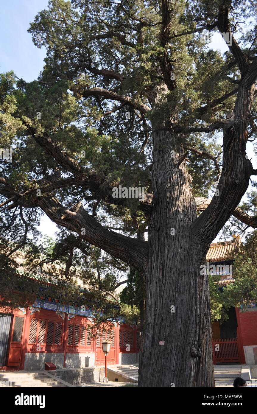 Old oak tree in temple, Beijing, China Stock Photo - Alamy