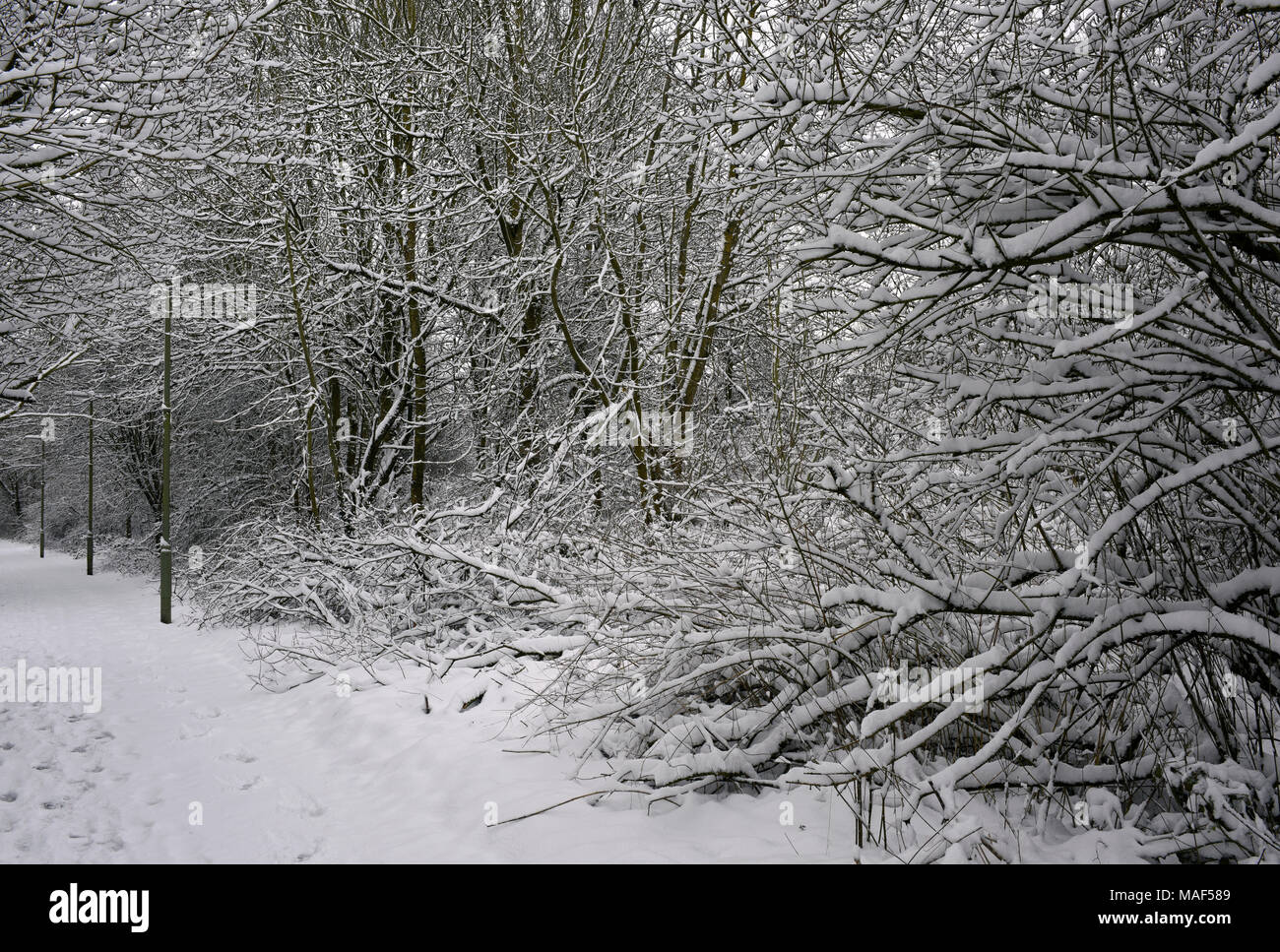Snow covered footpath at Anton Lakes Nature Reserve in Andover ...