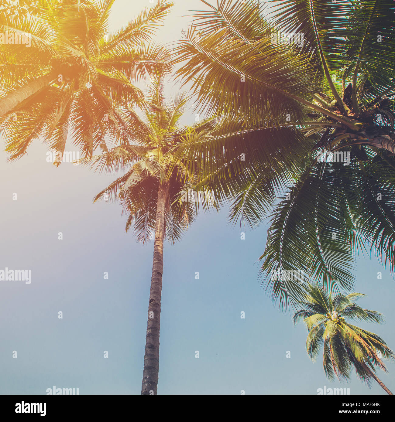 Coconut tree wallpaper hi-res stock photography and images - Alamy