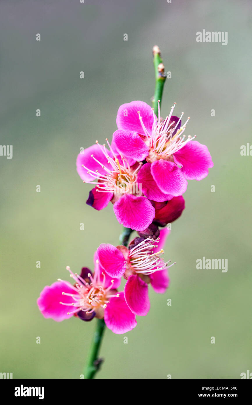 Prunus mume beni chidori hi-res stock photography and images - Alamy