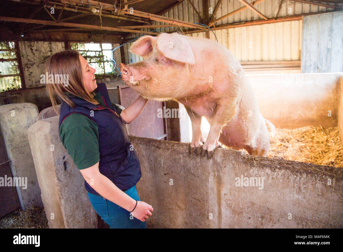 Welsh sows hi-res stock photography and images - Alamy